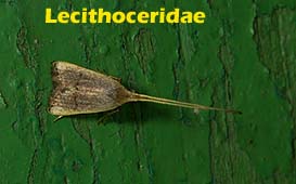 Papua Insects Foundation (Lepidoptera)